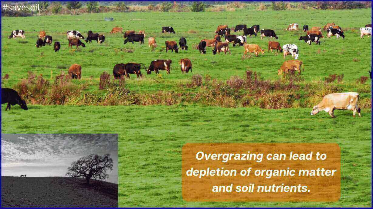 Save Soil - Global Movement To Save The Life On Earth